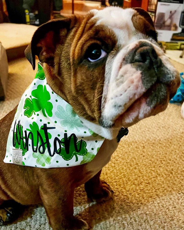 The Sunny Dog Co - Dog Bandana Company