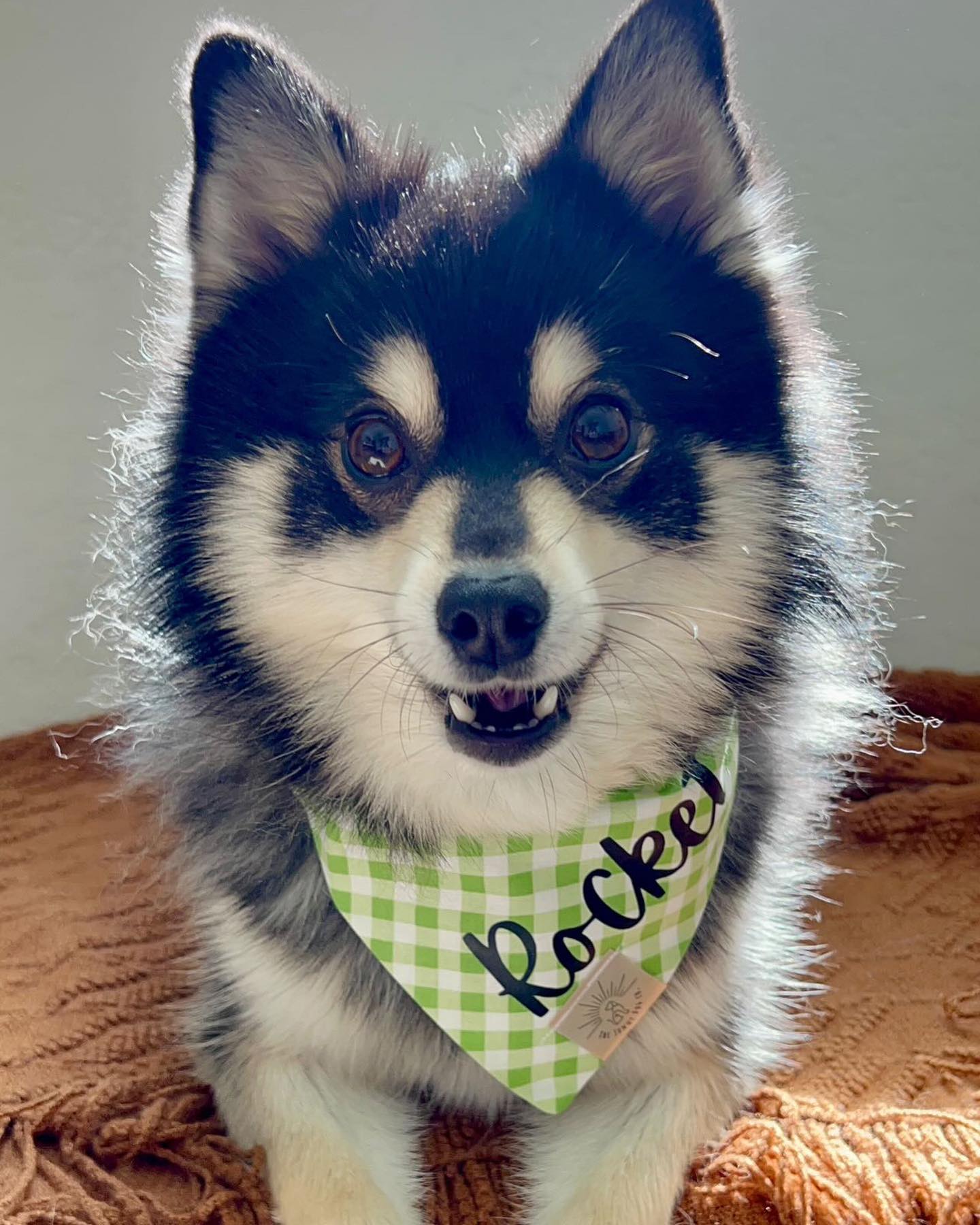 The Sunny Dog Co - Dog Bandana Company